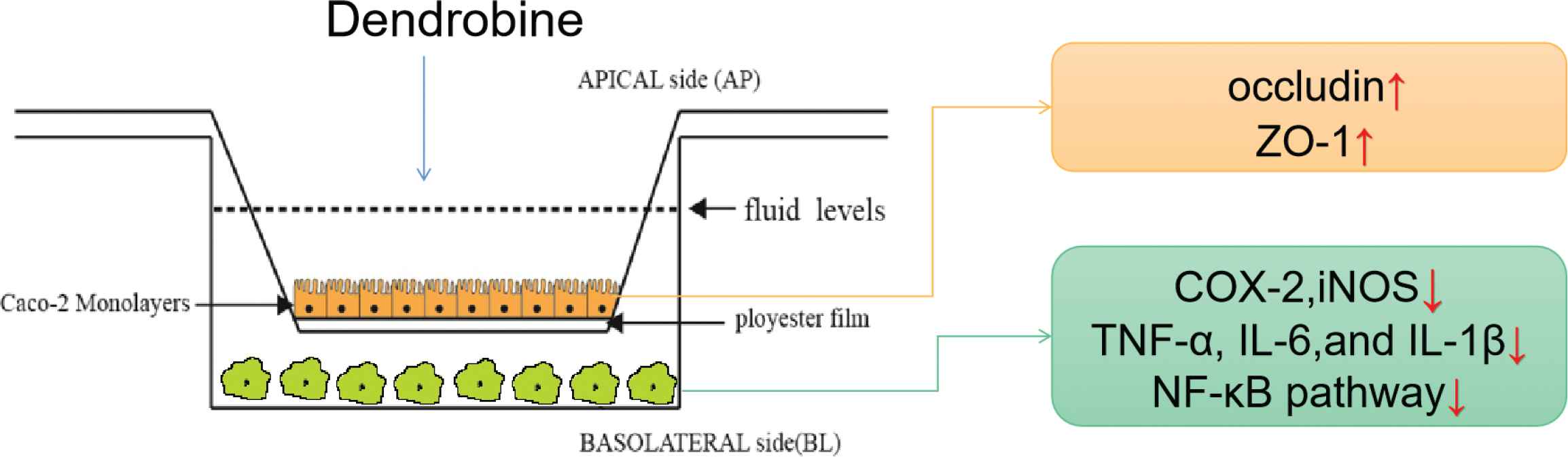在肠上皮Caco-2细胞和RAW264.7巨噬细胞共培养中，石斛碱抑制脂多糖诱导的肠道炎症 - 188bet和富易堂